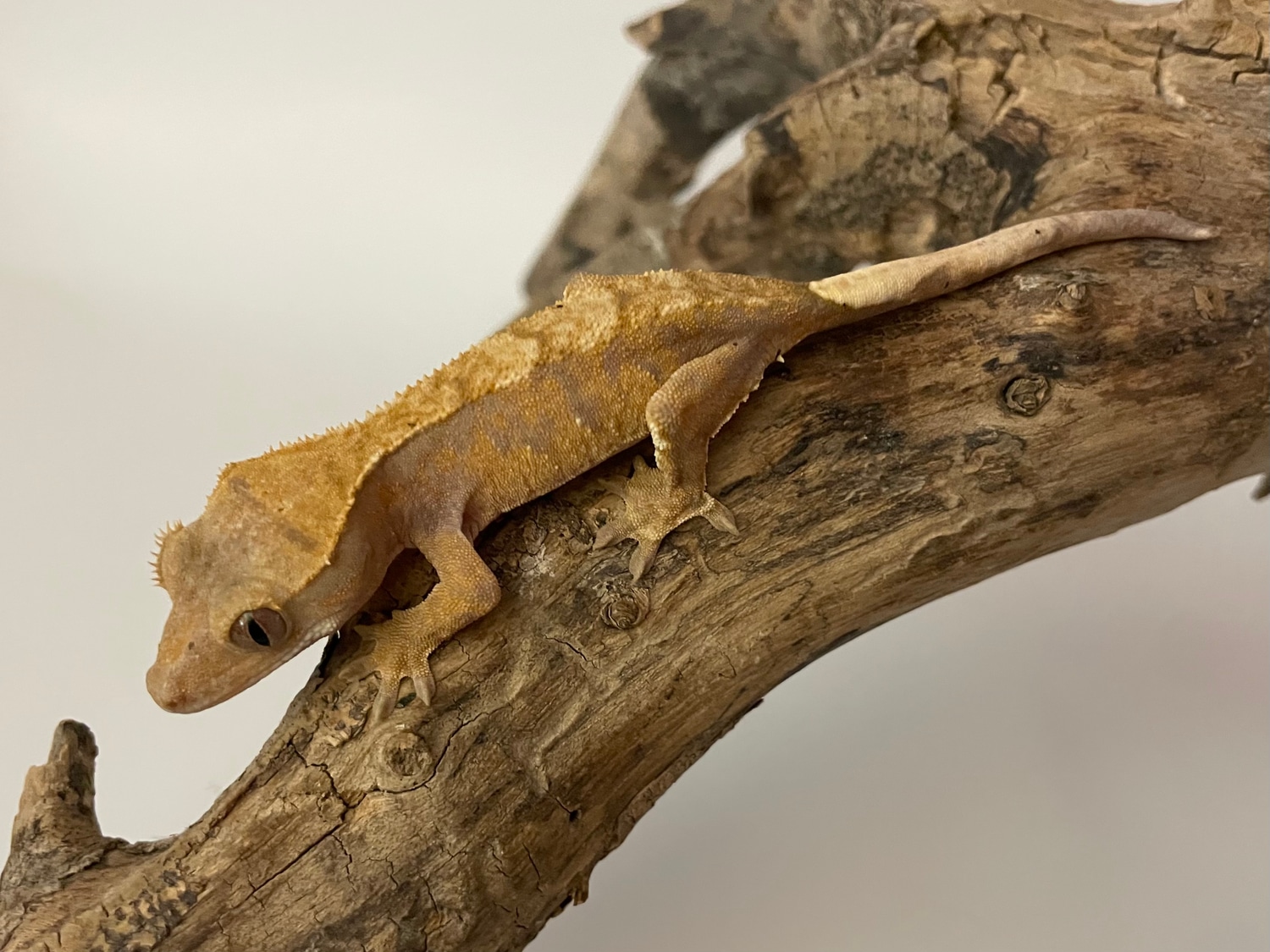 Lavender And Cream Extreme Harlequin Crested Gecko by Green Stuff ...