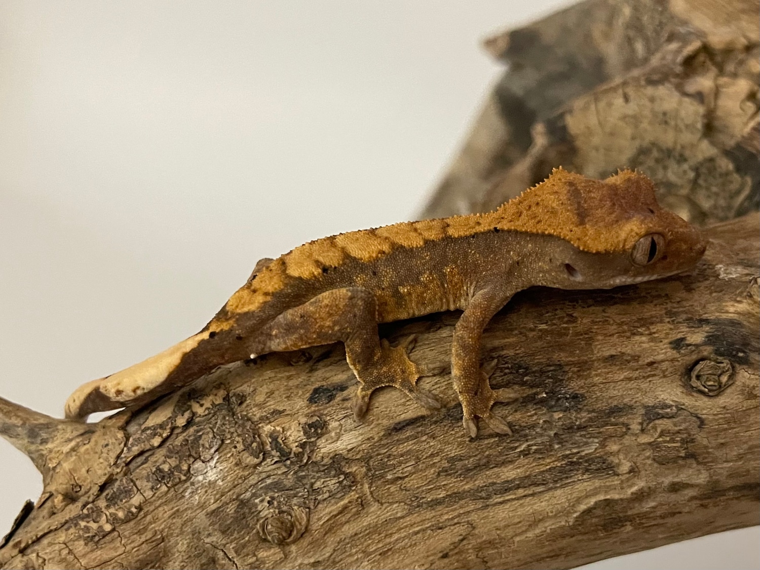 Harlequin Crested Gecko by Green Stuff Exotics - MorphMarket