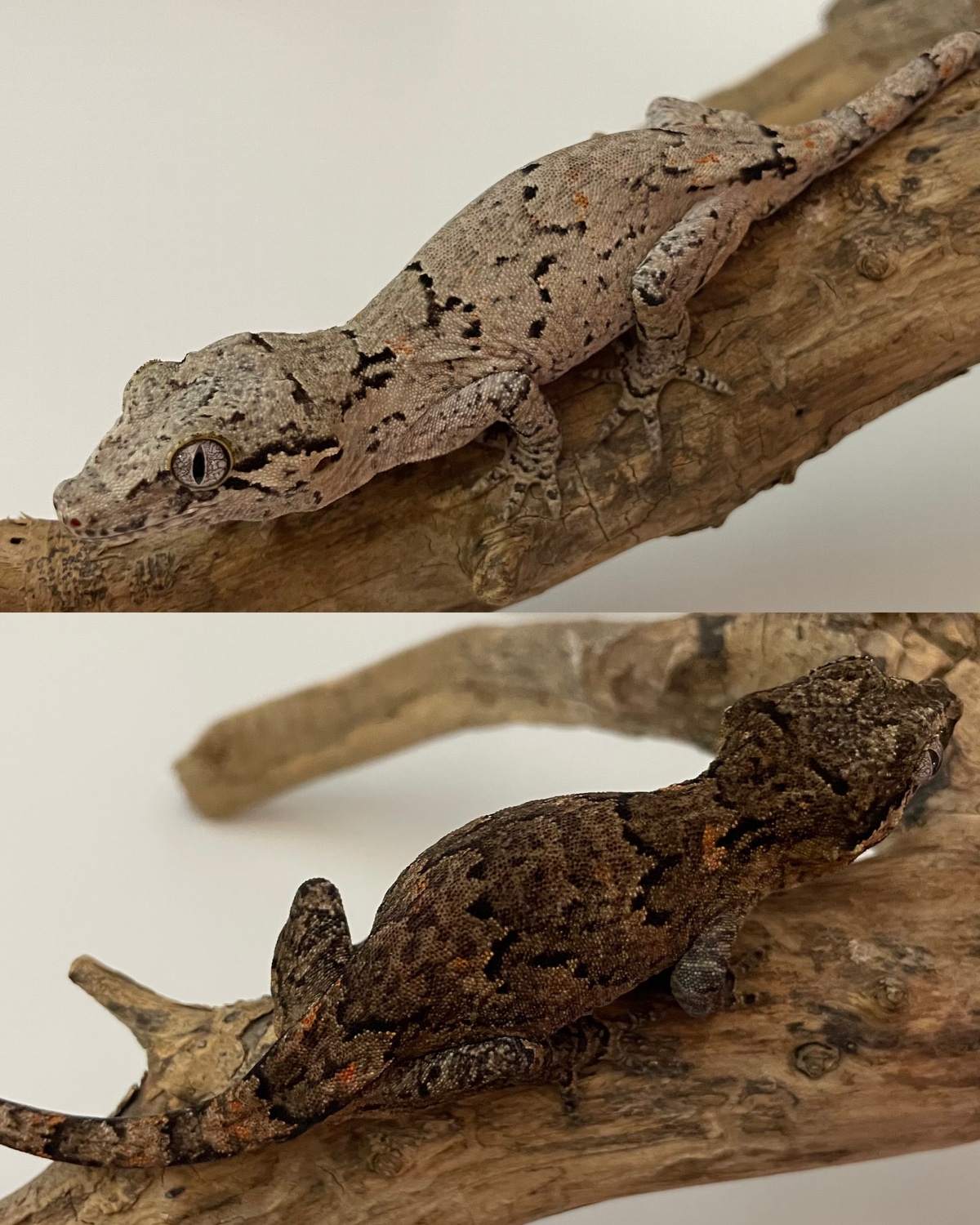 Reticulated Gargoyle Gecko by Green Stuff Exotics - MorphMarket