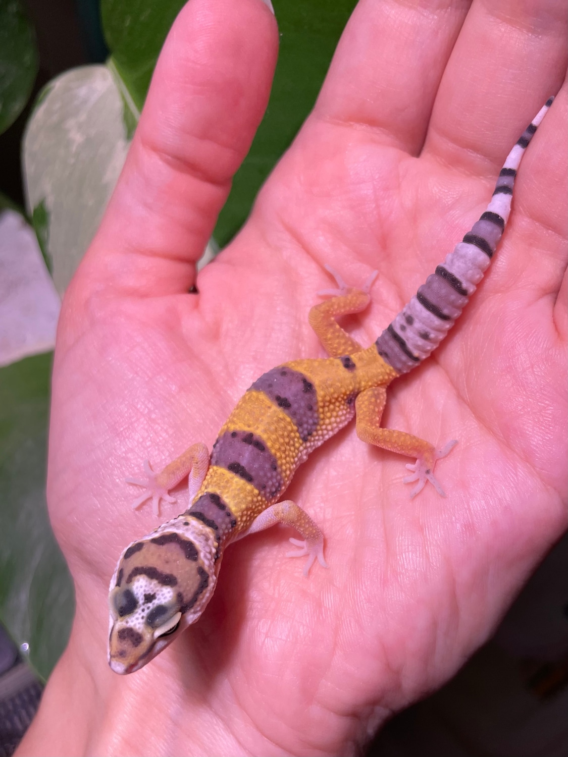 Leopard Leopard Gecko by Green Stuff Exotics - MorphMarket