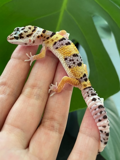 Leopard Gecko by Green Stuff Exotics