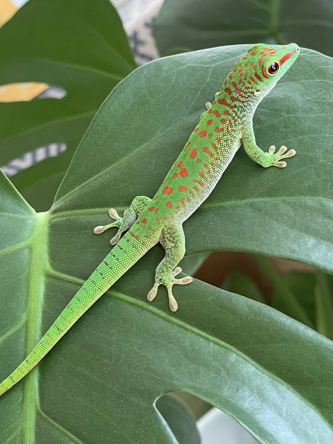 Blue Blood Grandis Day Gecko by Green Stuff Exotics - MorphMarket