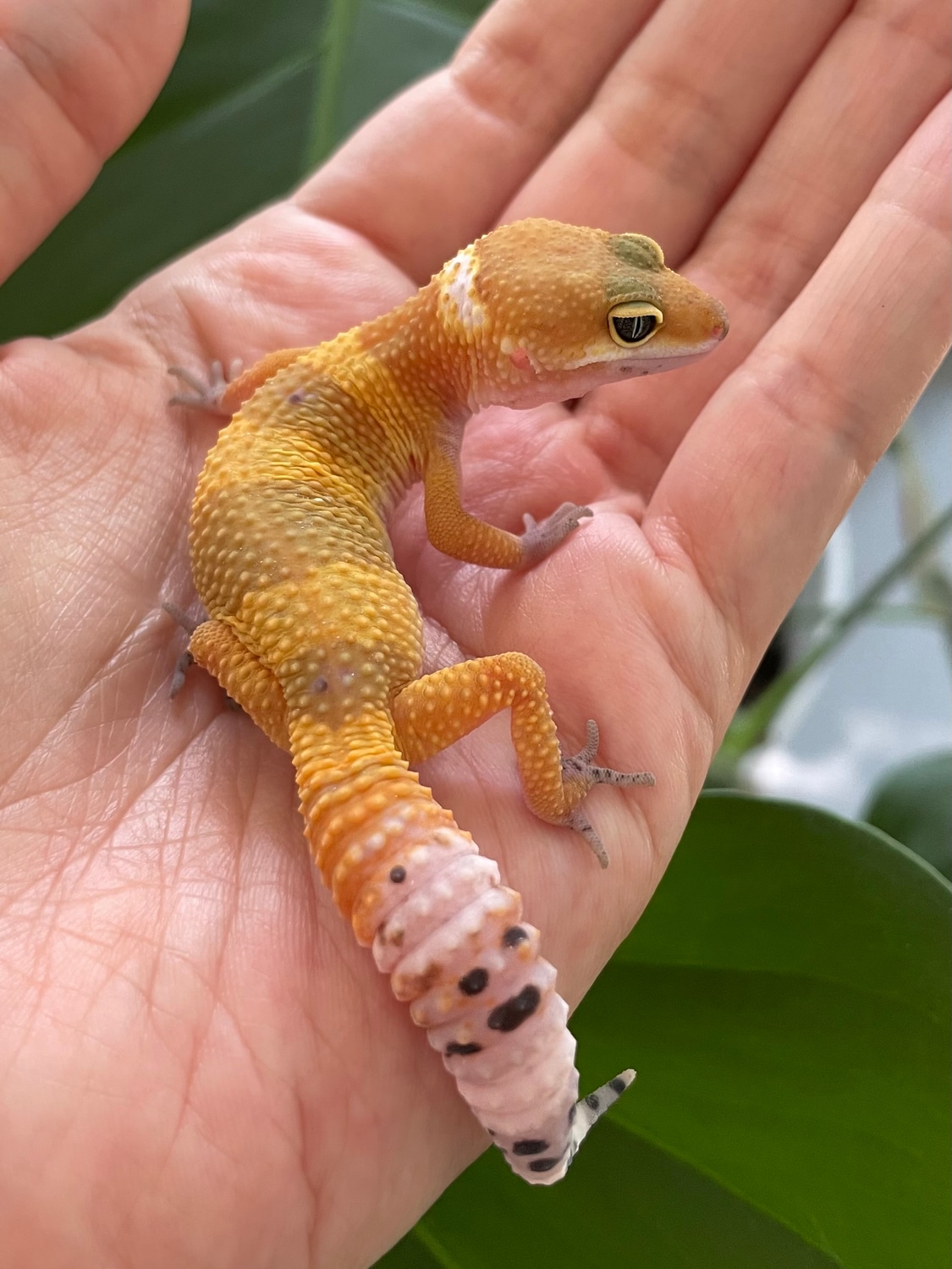Super Hypo Leopard Gecko by Green Stuff Exotics - MorphMarket