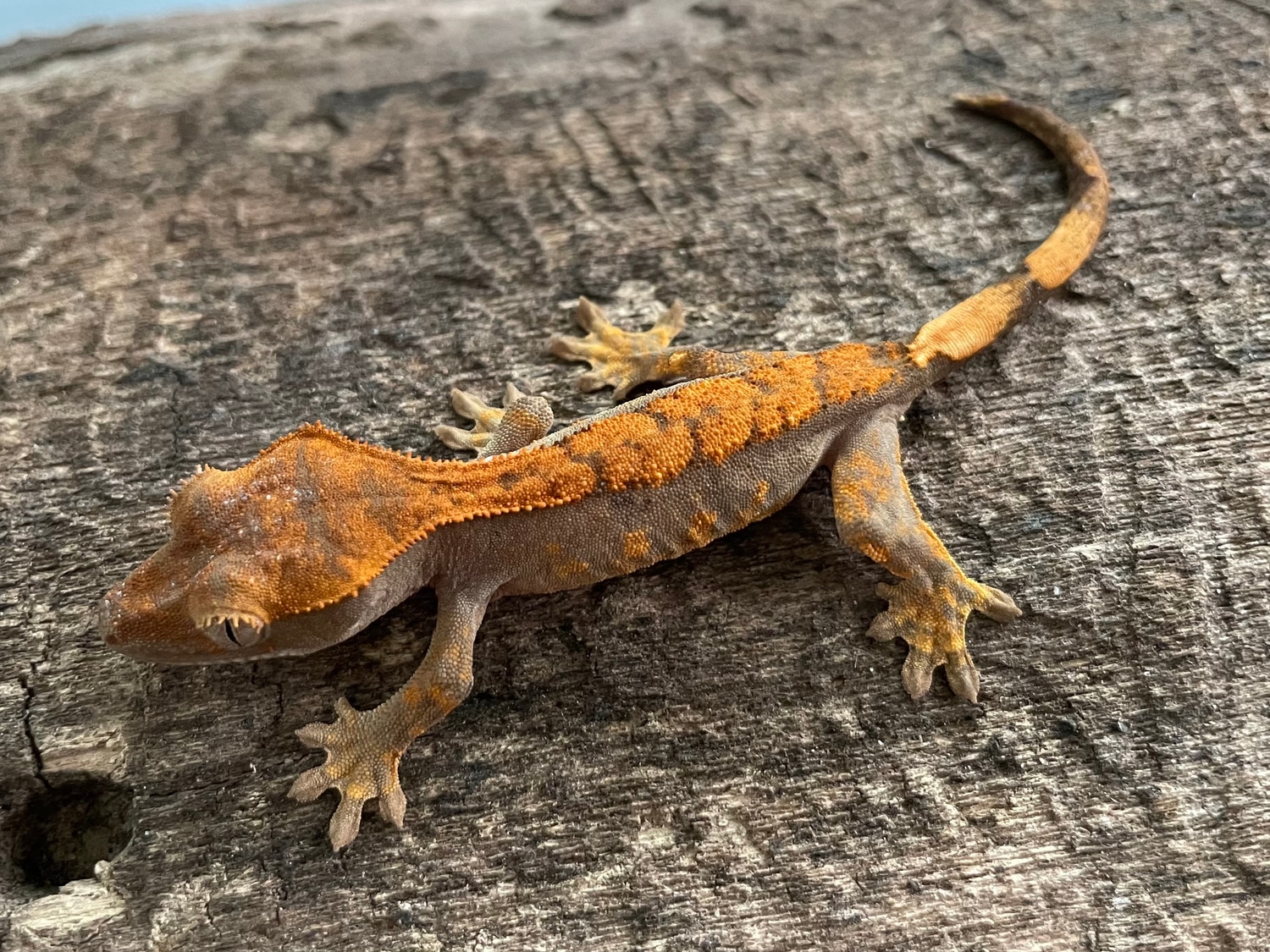 Halloween Harlequin Crested Gecko by Green Stuff Exotics - MorphMarket