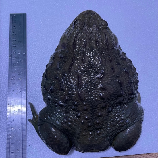 African Pixie Frog Bullfrog by Green Stuff Exotics