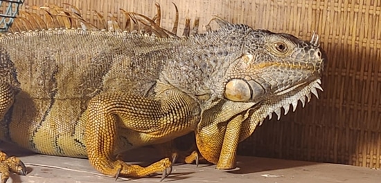 Large Wc Iguana Green Iguana by Green swamp exotics, LLC
