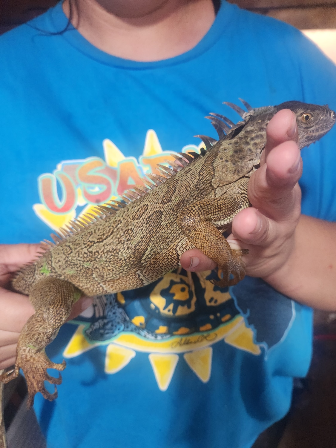 Wildcaught Iguana Green Iguana by Green swamp exotics, LLC - MorphMarket