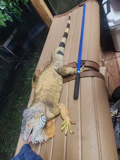 Huge Wild Caught Green Iguana by Green swamp exotics, LLC