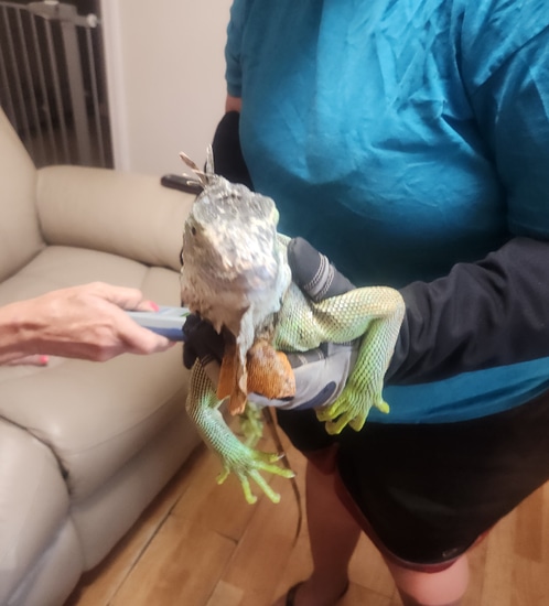 Green Iguana Kind Of Friendly by Green swamp exotics, LLC
