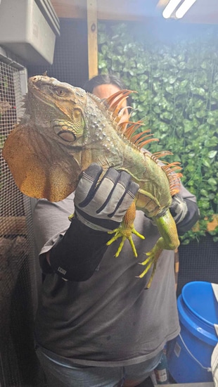 Pretty But Not So Tame Wildcaught Green Iguana by Green swamp exotics, LLC
