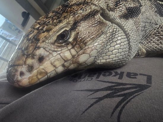 Friendly Tegu Argentine Tegus by Green swamp exotics, LLC