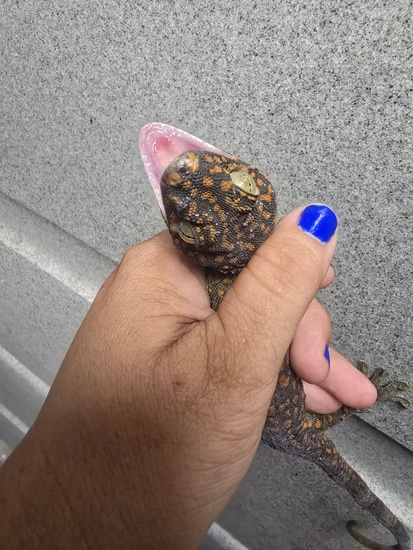 Wc Tokay Tokay Gecko by Green swamp exotics, LLC
