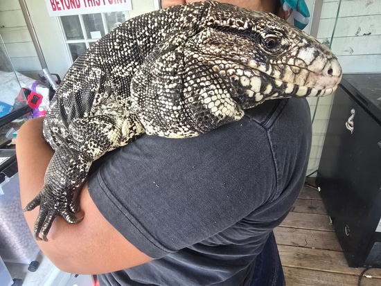 Large Friendly Tegu Argentine Tegus by Green swamp exotics, LLC