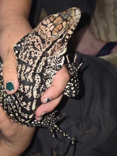 Black And White Tegu Argentine Tegus by Green swamp exotics, LLC