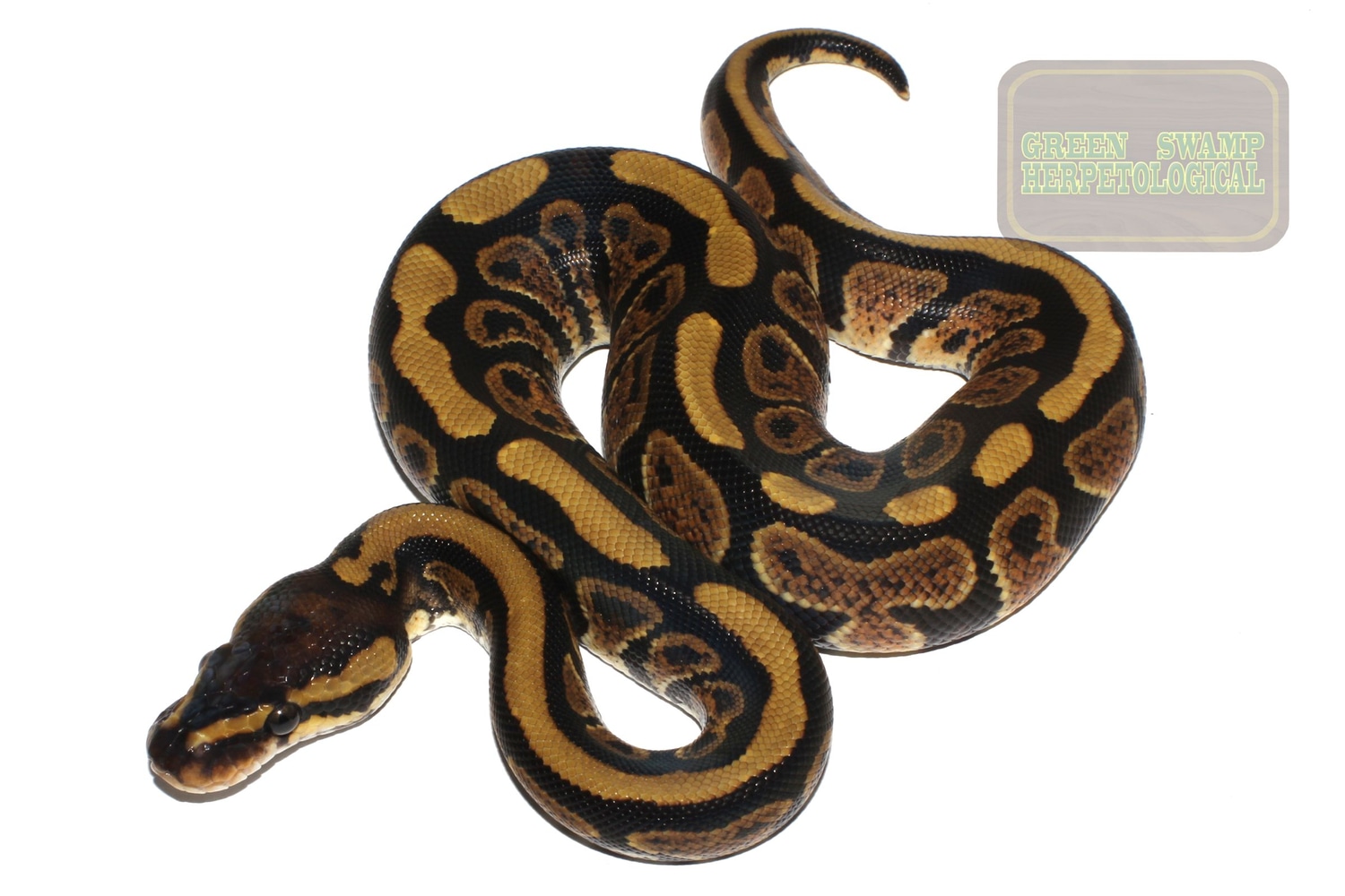 Orangebelly Ball Python by Green Swamp Herpetological LLC - MorphMarket