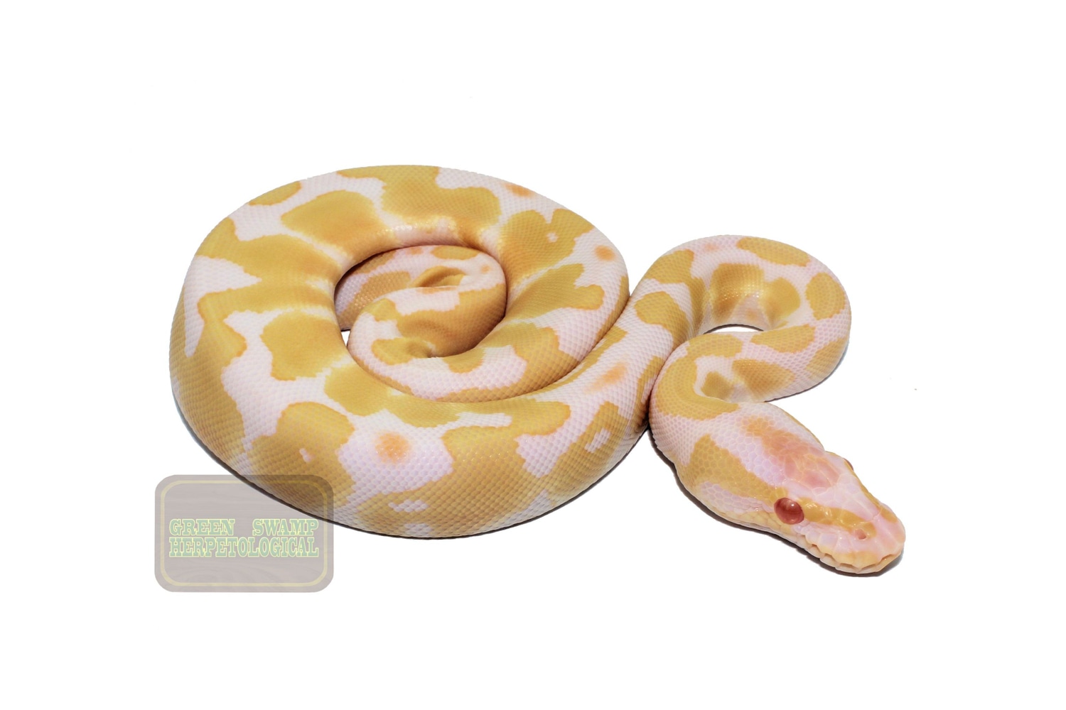 Albino PH VPI Snow Ball Python by Green Swamp Herpetological LLC ...