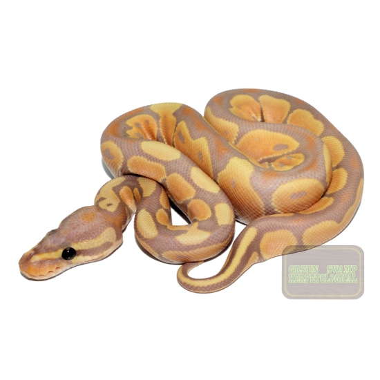 Banana/Coral Glow Ball Python by Green Swamp Herpetological LLC