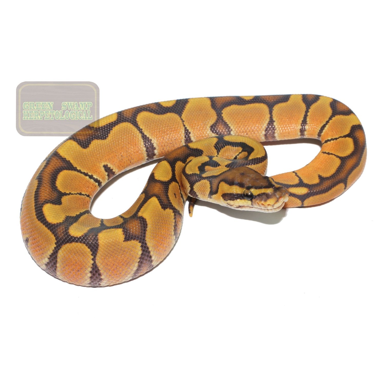 Enchi Orange Hypo Ball Python by Green Swamp Herpetological LLC ...