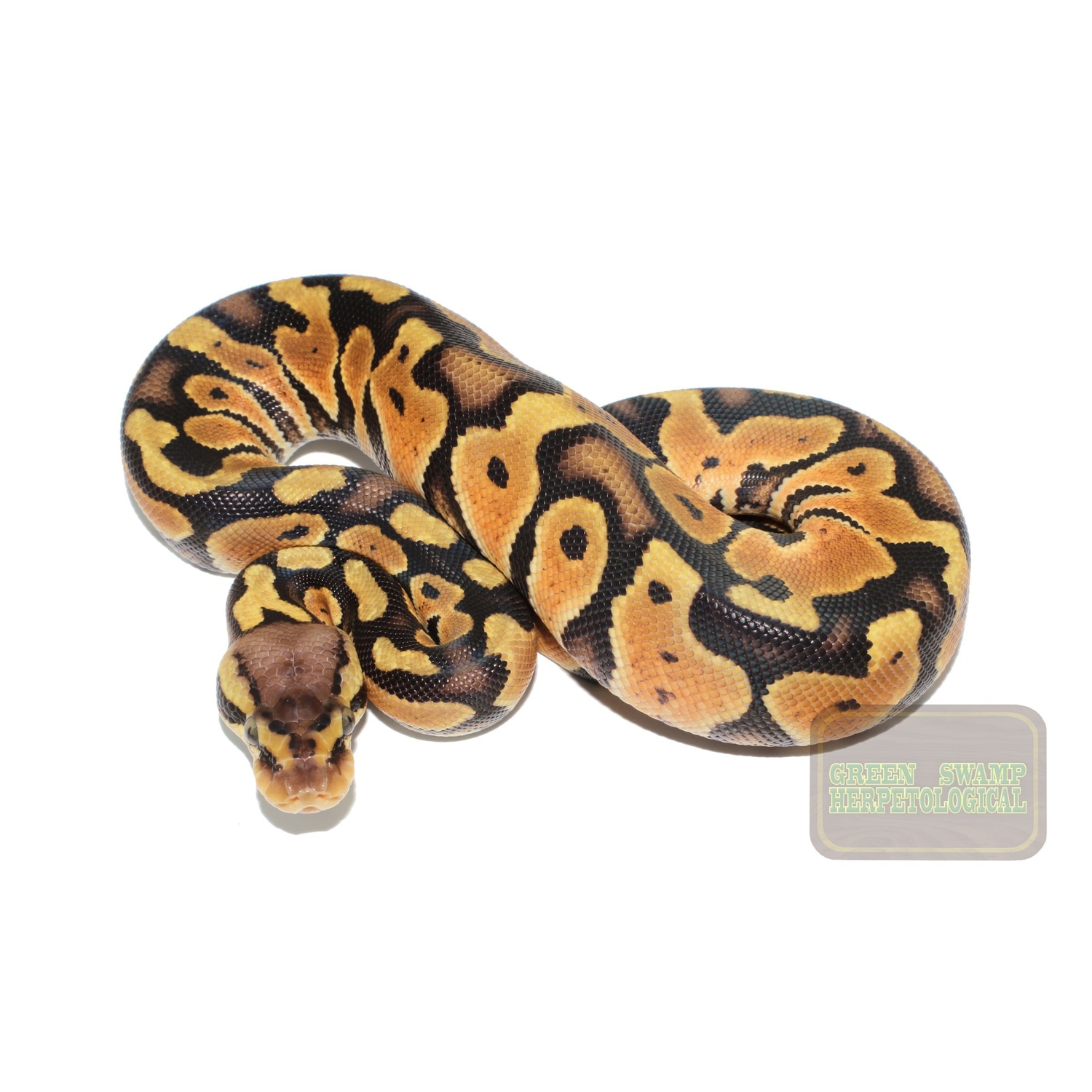 Ashen Pastel 50% Het Clown 50% Het Orange Hypo Ball Python by Green ...