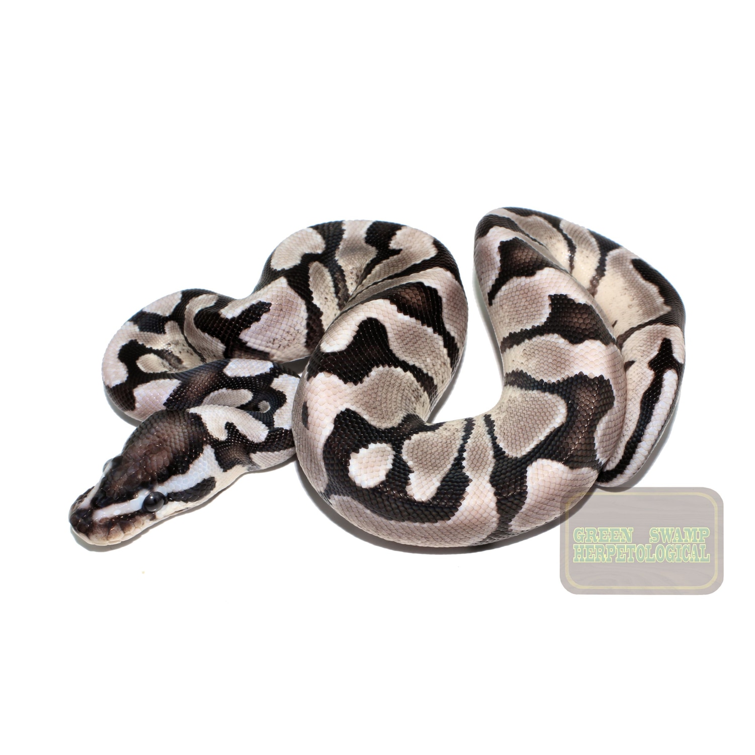 Enchi VPI Axanthic 66% Het Orange Hypo Ball Python by Green Swamp ...