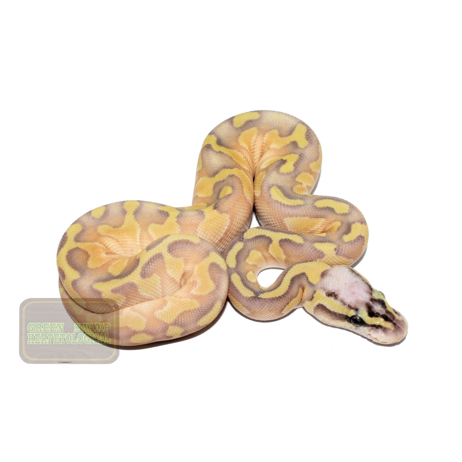 Super Pastel Lesser Enchi Orange Hypo Ball Python by Green Swamp ...