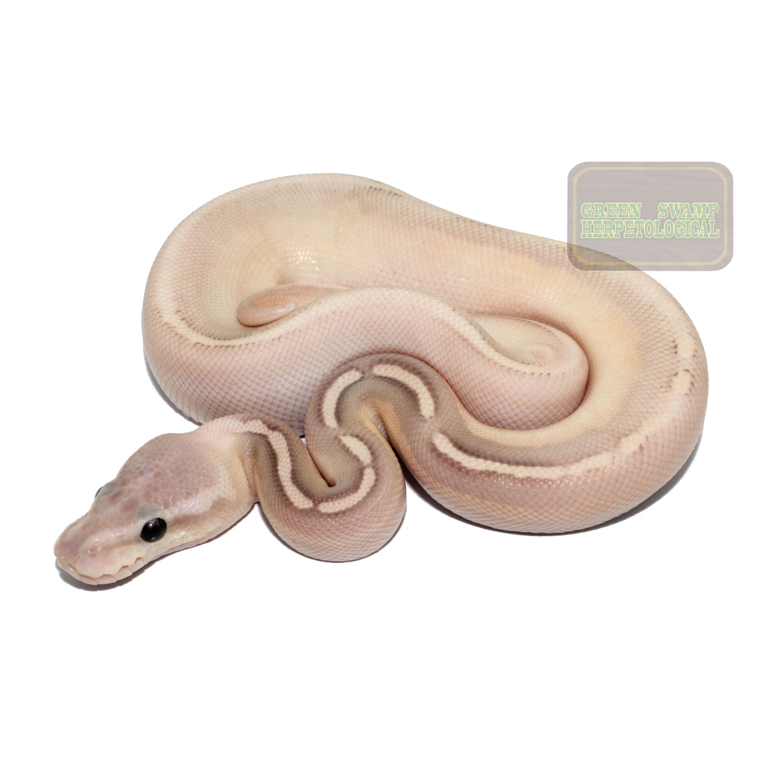 Banana Vanilla Pewter Mojave 100% Het Piebald Ball Python by Green ...