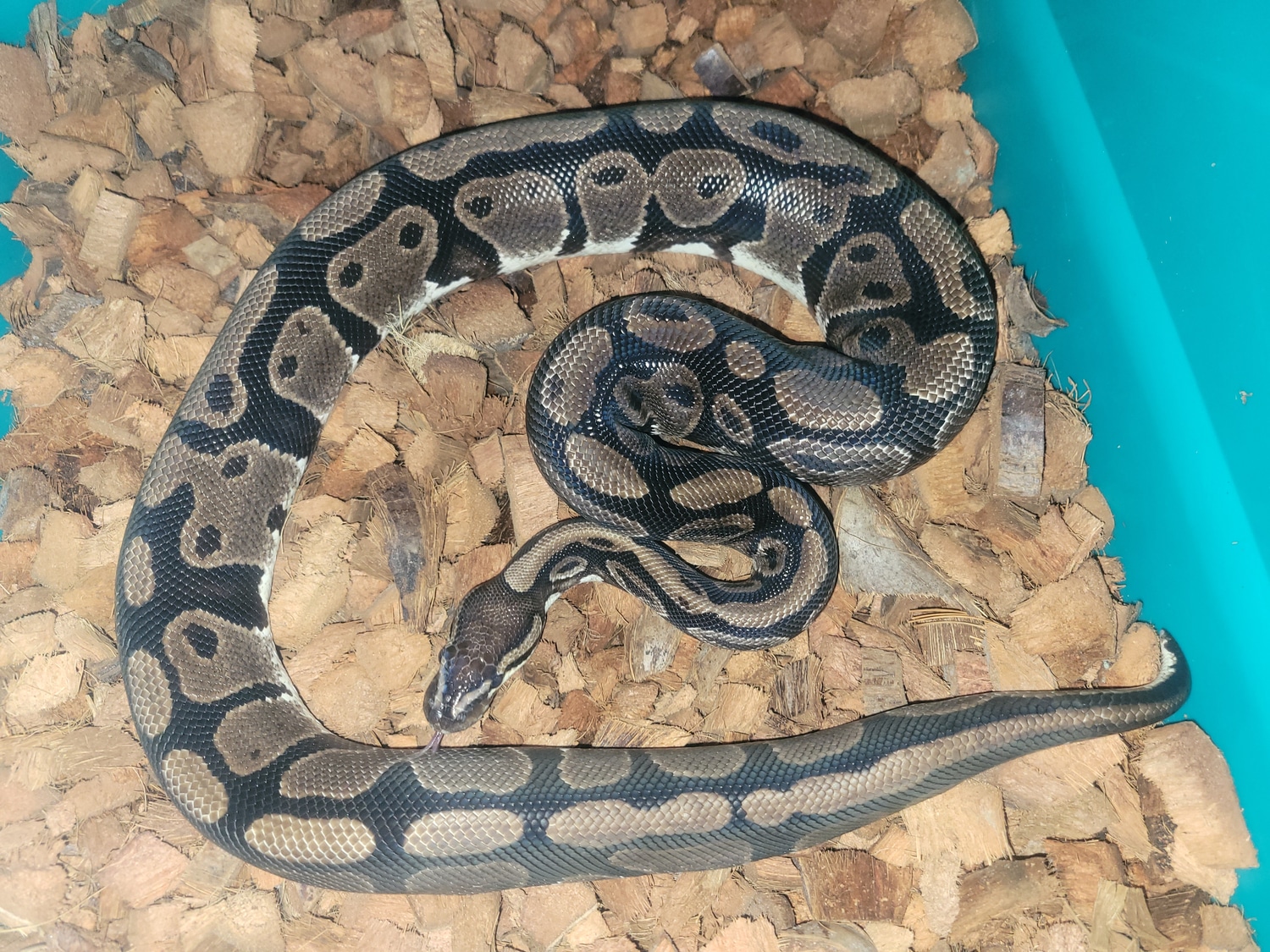 100% DH VPI Axanthic Genetic Stripe Ball Python by Green Swamp ...
