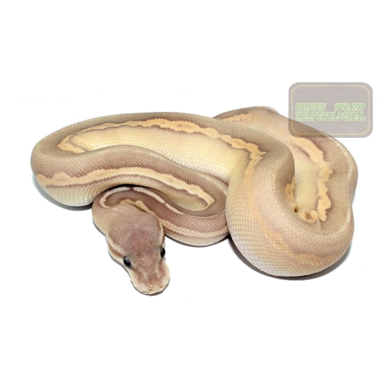 Banana Black Head Pewter Mojave Vanilla Ringer Gene Poss. Red Gene Ball ...