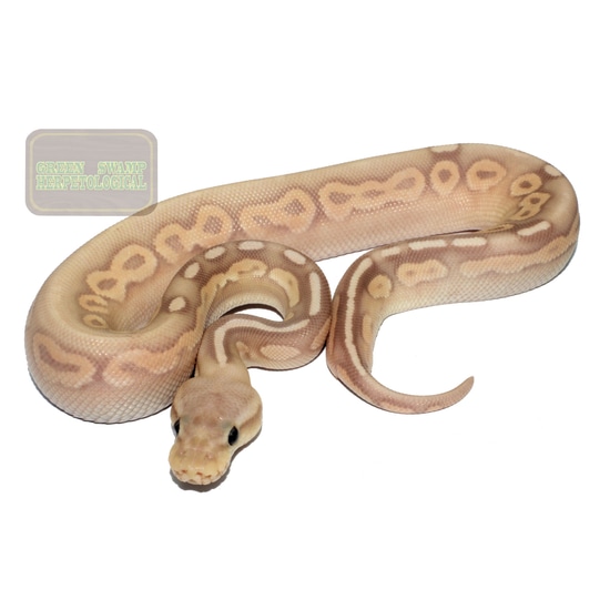 Banana Vanilla Pewter Ball Python by Green Swamp Herpetological LLC