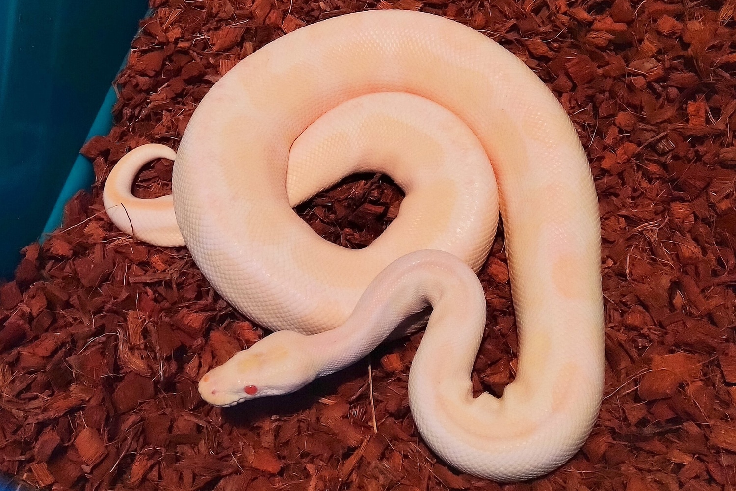 Albino Het VPI Axanthic Ball Python by Green Swamp Herpetological LLC ...