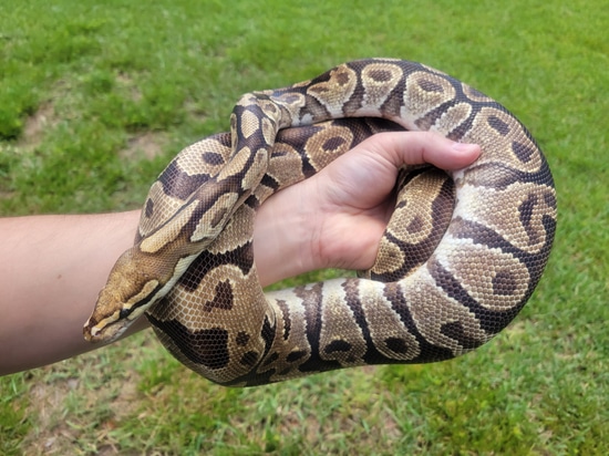 *Free Shipping* Vanilla Het Orange Hypo Ball Python by Green Swamp ...