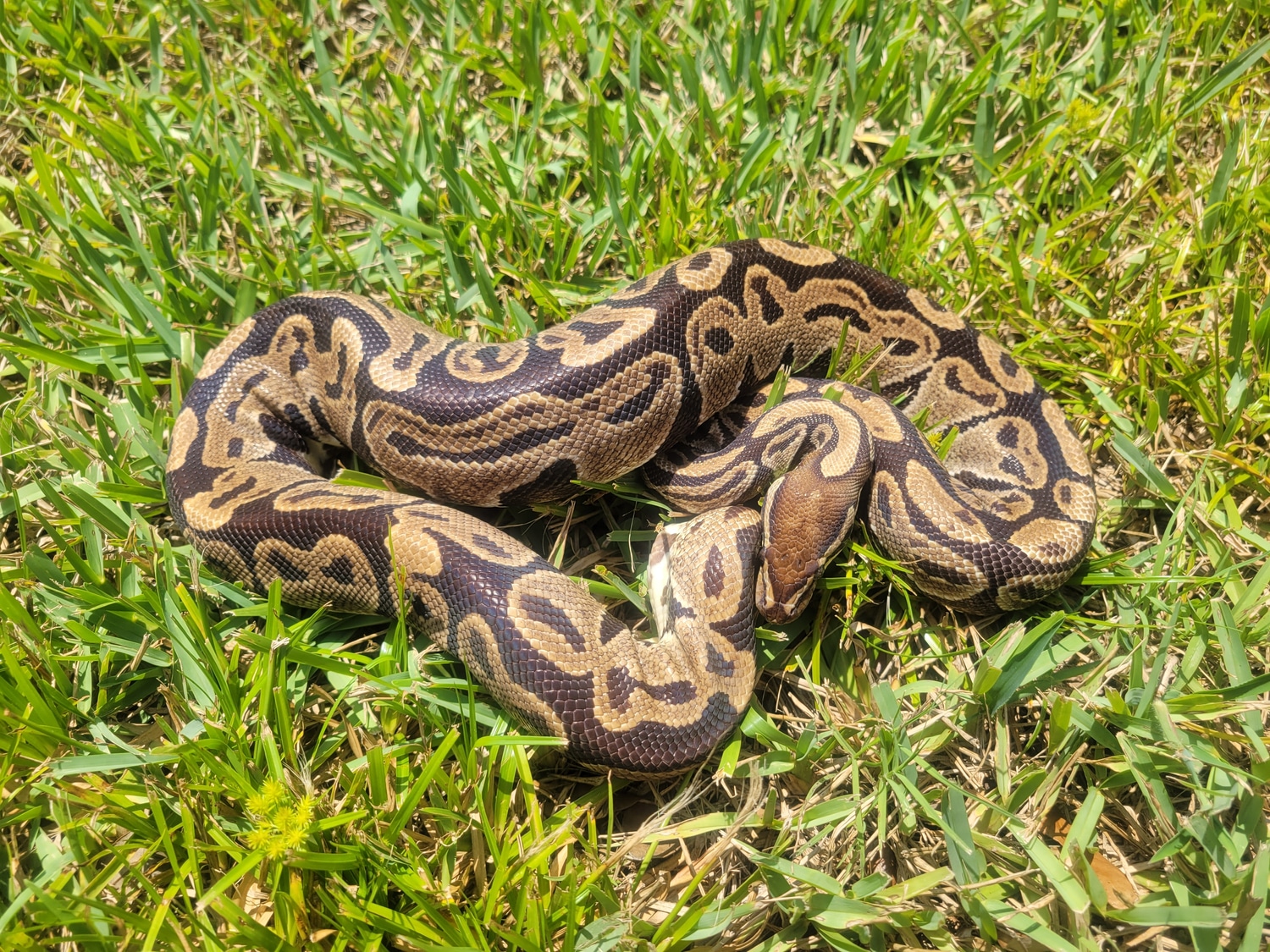 *Free Shipping* Bullseye Het Albino Ball Python by Green Swamp ...