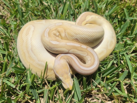 Banana Vanilla Pewter Mojave 50% Het Piebald Ball Python by Green Swamp ...