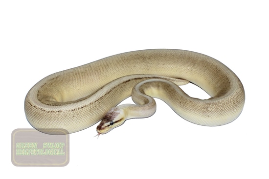 Super Pastel VPI Axanthic Genetic Stripe Ball Python by Green Swamp ...