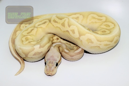 Super Vanilla Banana Pewter Ball Python by Green Swamp Herpetological LLC