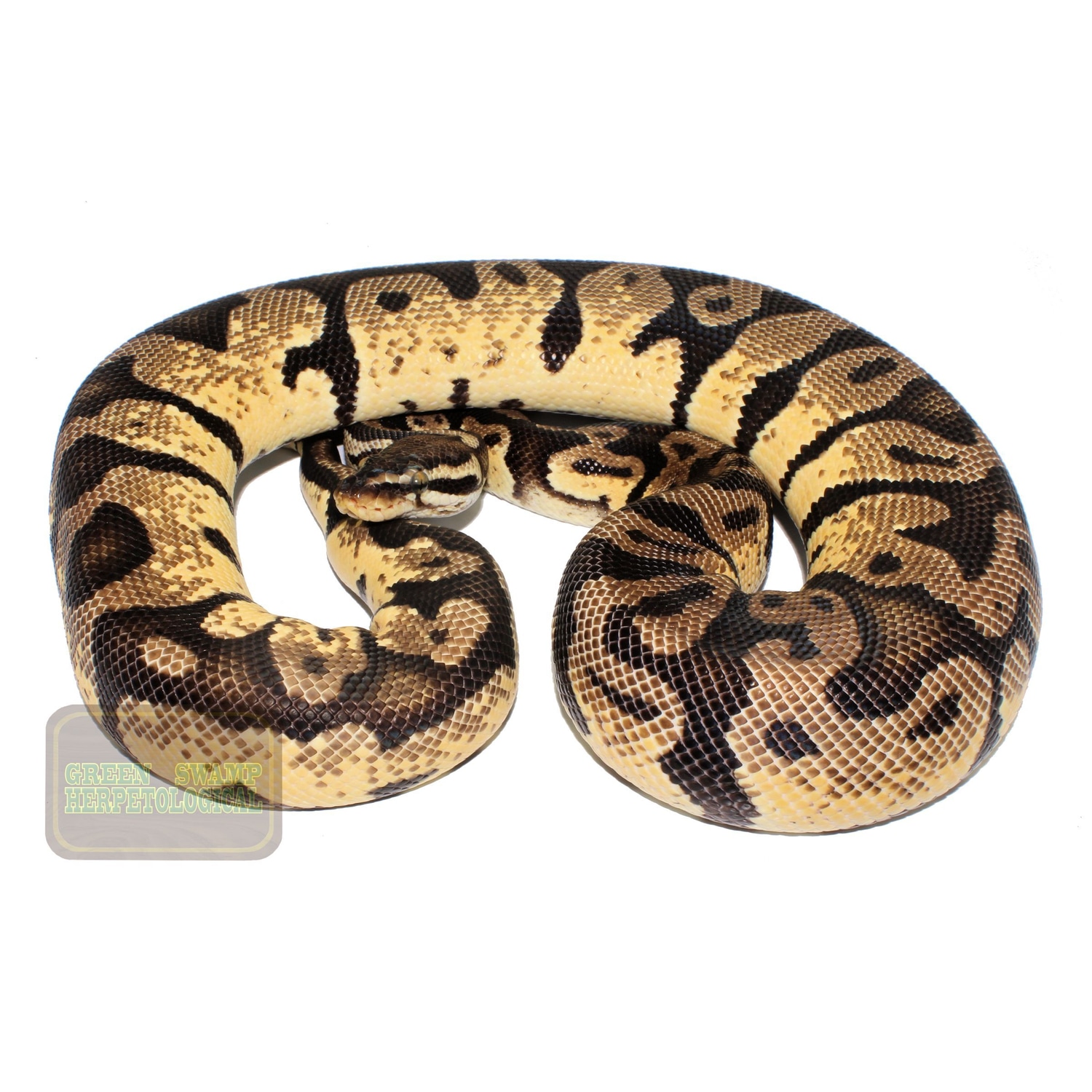 Pastel Double Het Citrus Hypo Piebald Ball Python by Green Swamp ...