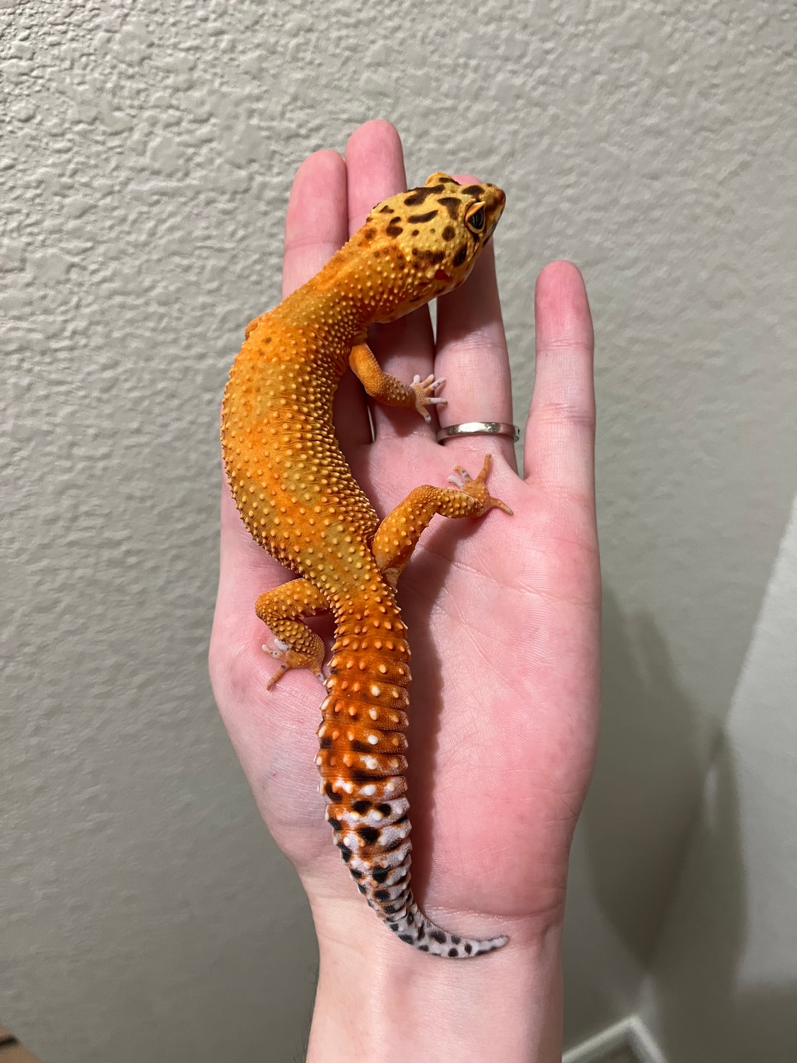 Pure Electric/Inferno Tangerine (No Known Hets) Leopard Gecko by ...