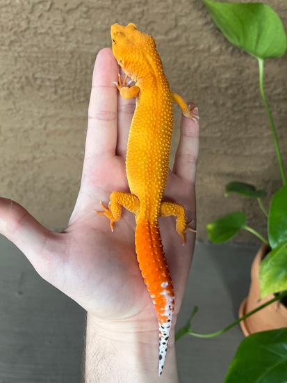Pure Electric/Inferno Tangerine (No Known Hets) Leopard Gecko by ...