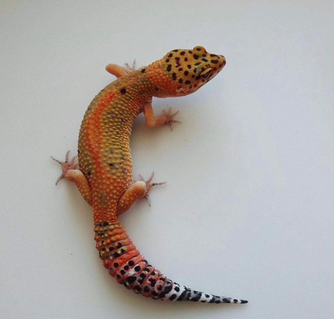 Striped Blood Emerine Leopard Gecko by Gregarious Geckos - MorphMarket