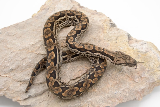Dumerils Boa Dumeril's Boa by GC Reptiles