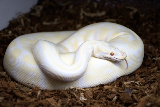 Cheesecake Ball Python by GC Reptiles