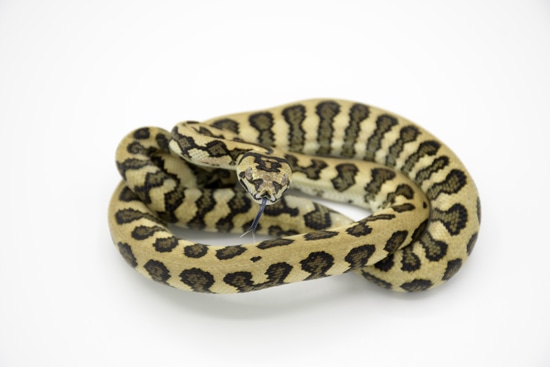 2022 Jungle Jag Other Carpet Python by GC Reptiles