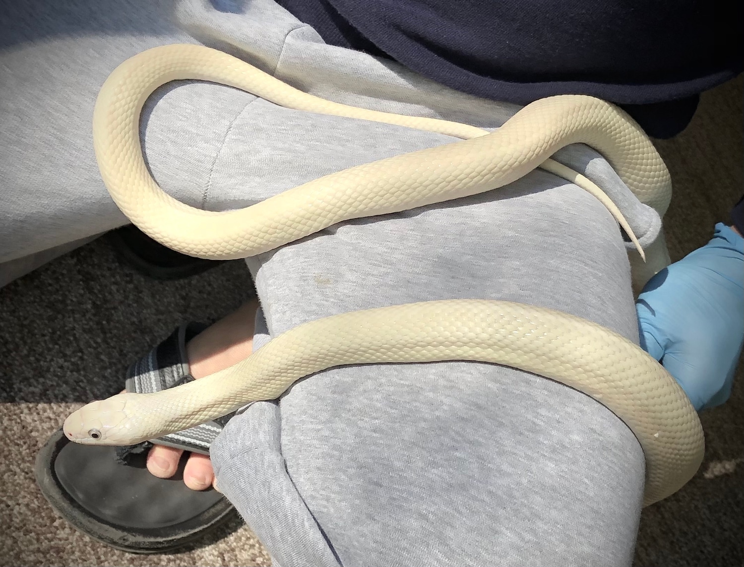 Blue-eyed Lucy Other Rat Snake by GTM Serpents - MorphMarket