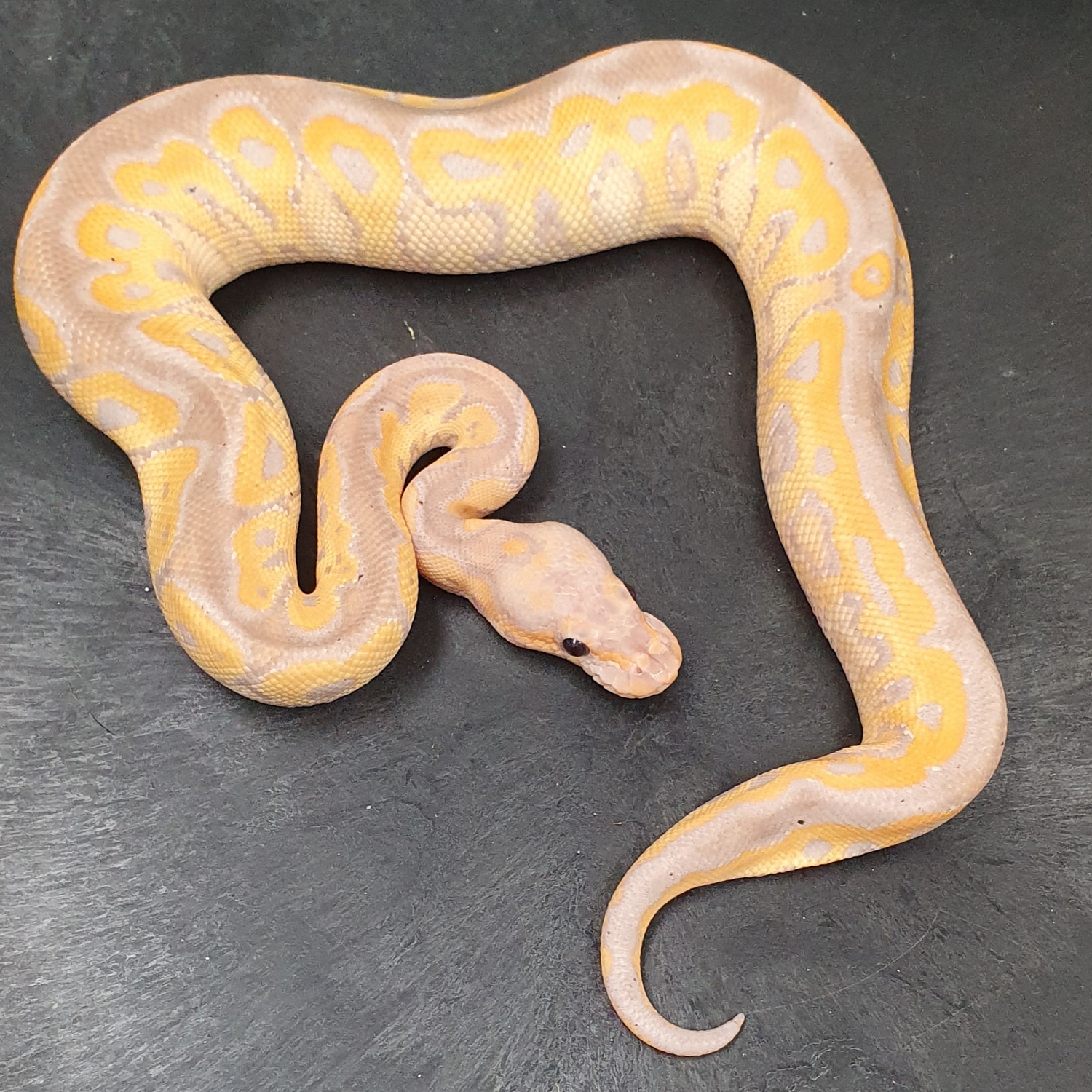 Black Pastel Banana Clown Femalemaker Ball Python by Python-factory ...