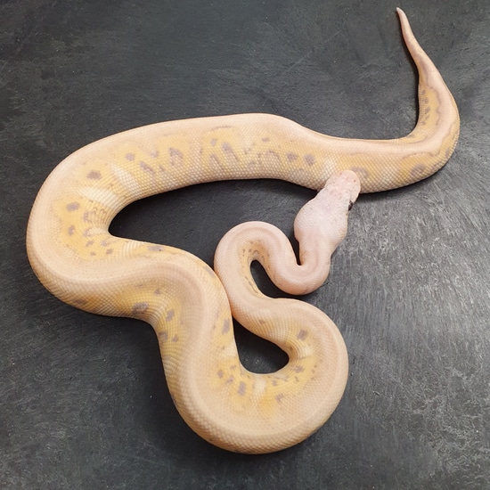 Black Pastel Spotnose Banana Clown Ball Python by Python-factory