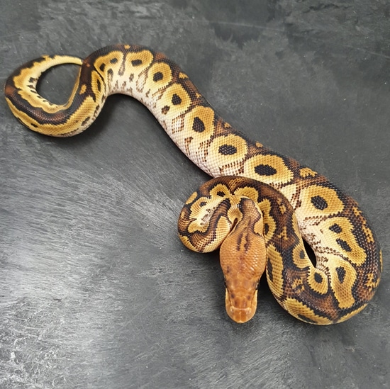 Bongo Clown Ball Python by Python-factory