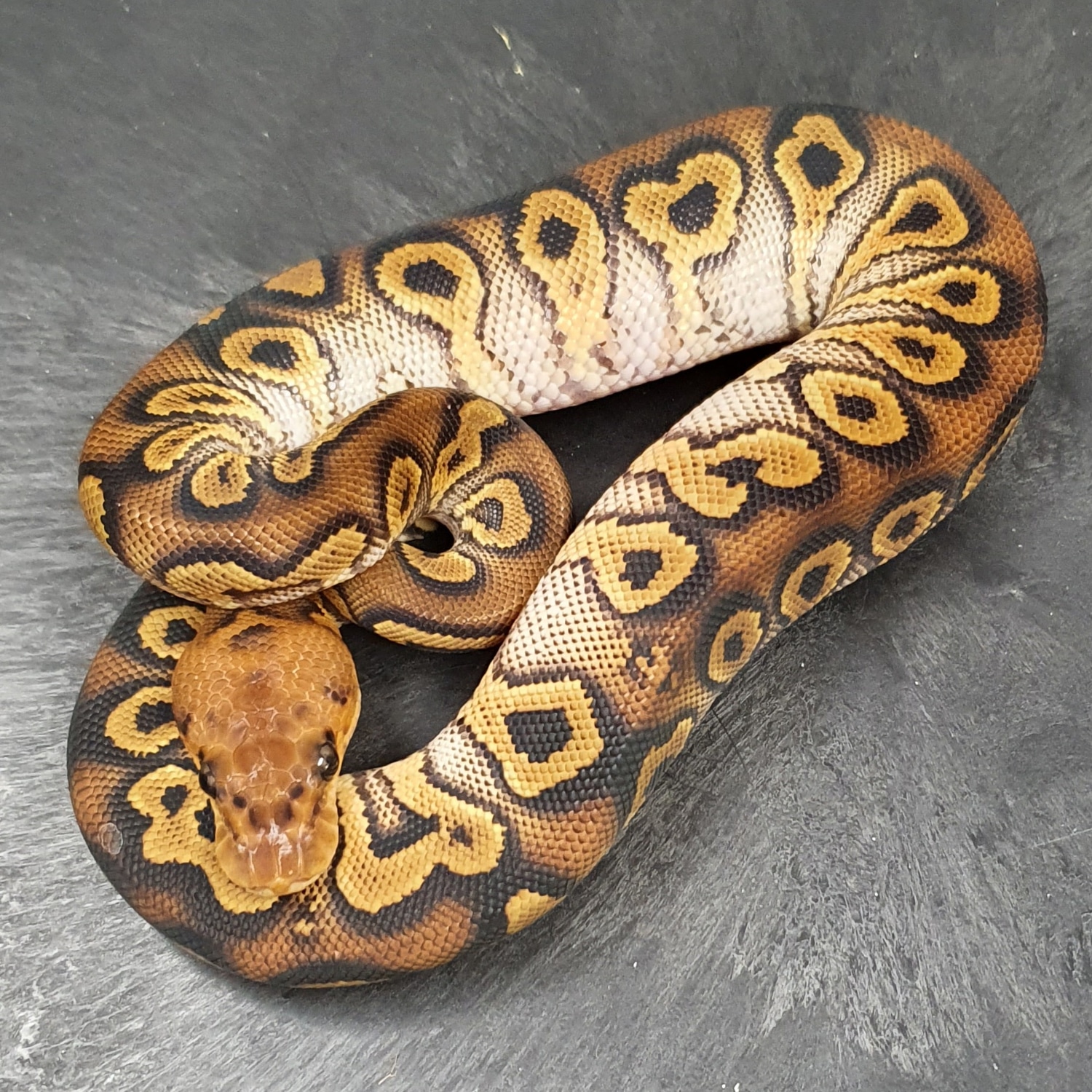 Stranger Clown Het Hypo Ball Python by Python-factory - MorphMarket