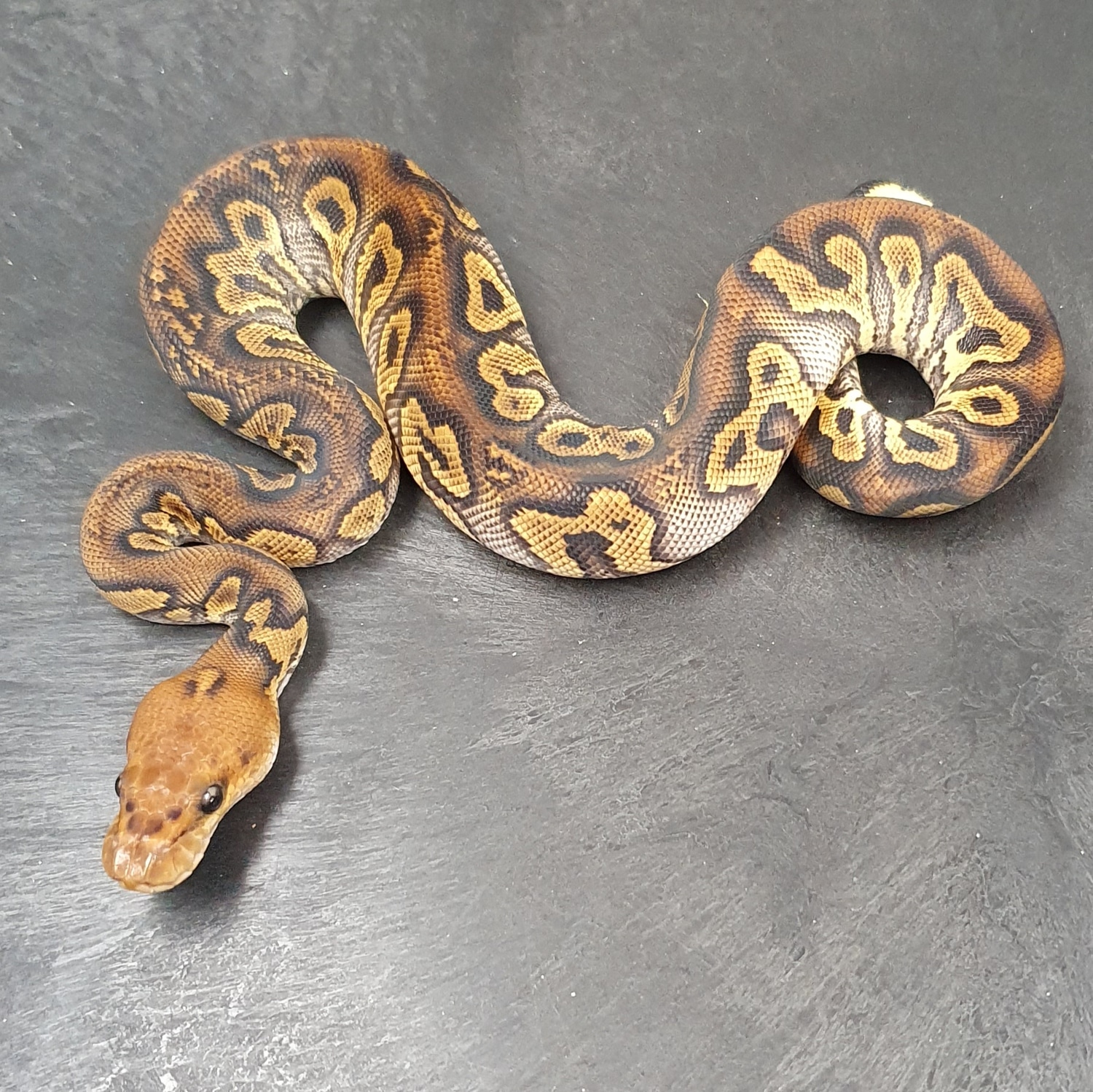 Stranger Clown Het Ghost Ball Python by Python-factory - MorphMarket