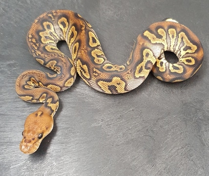 Stranger Clown Het Hypo Ball Python by Python-factory - MorphMarket