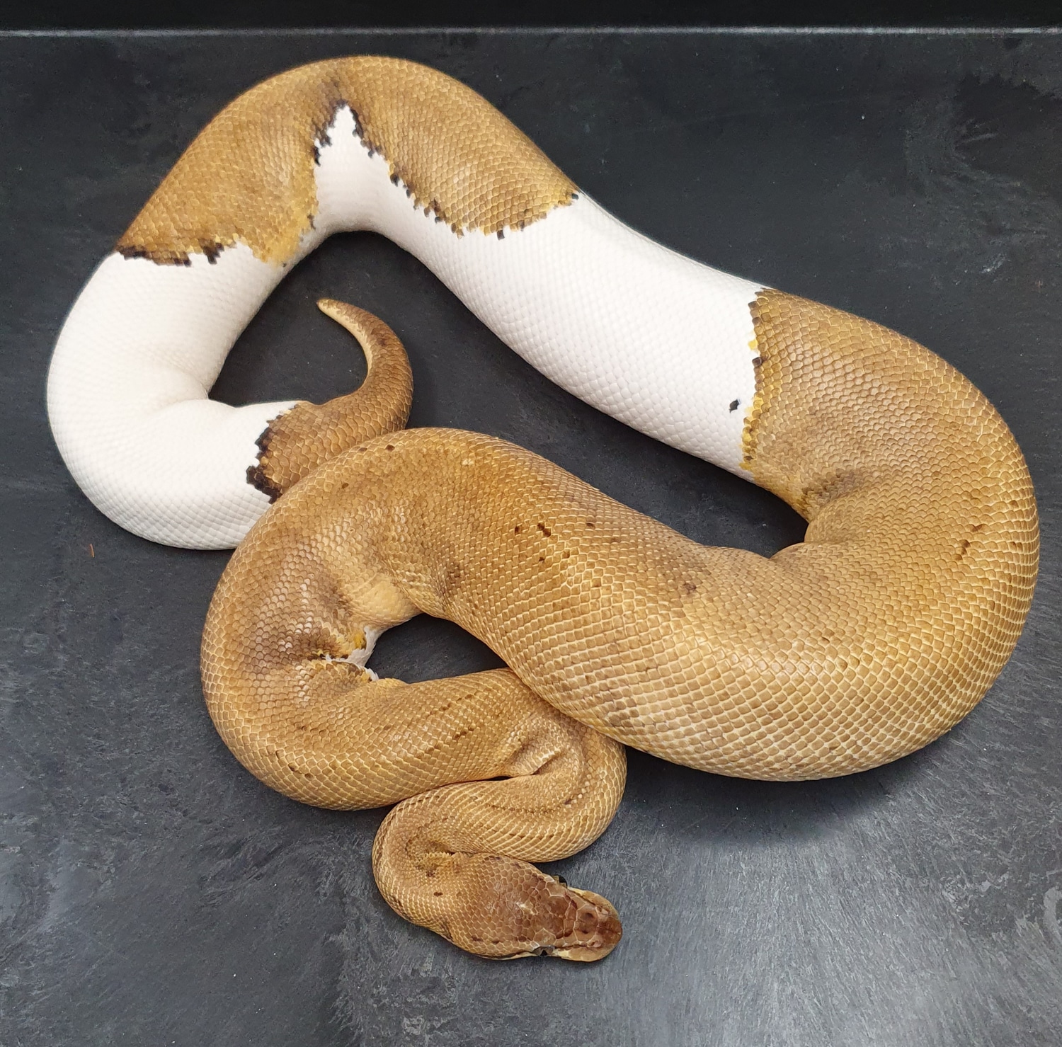 Pinstripe Pastel Pied Ball Python by Python-factory - MorphMarket